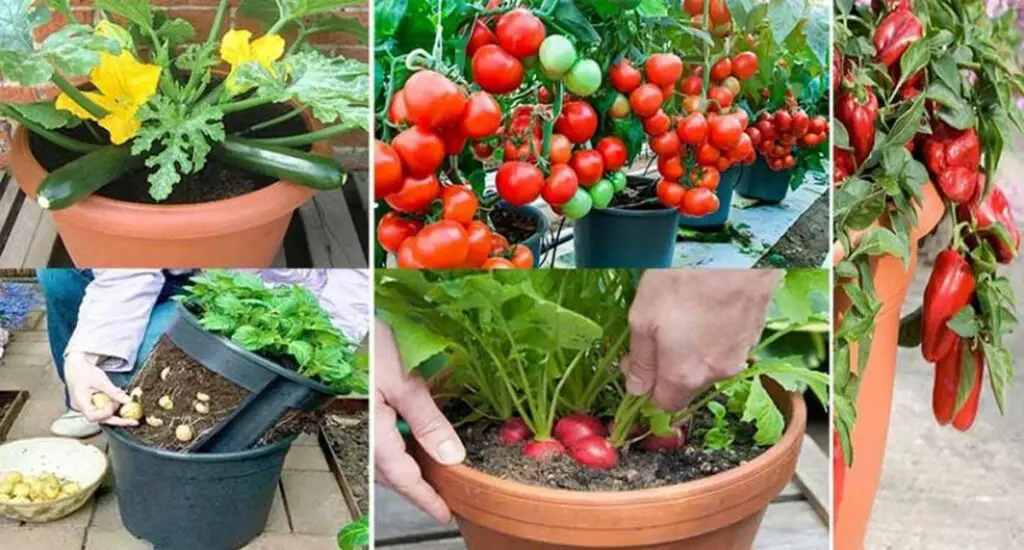 Facile : 25 Fruits et Légumes à Faire Pousser En Pot Sur Son BALCON ...